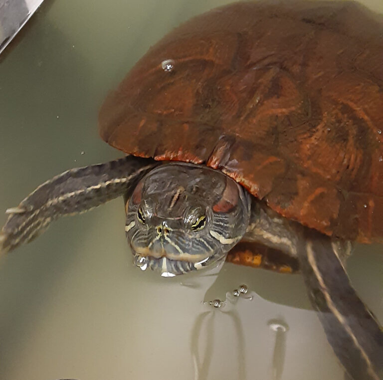 Featured Pets | The Humane Society of Harford County