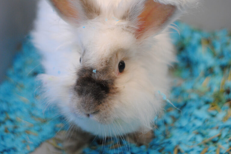 Featured Pets | The Humane Society of Harford County