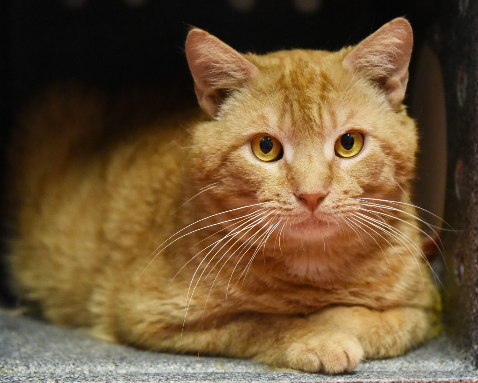 Featured Pets - The Humane Society of Harford County